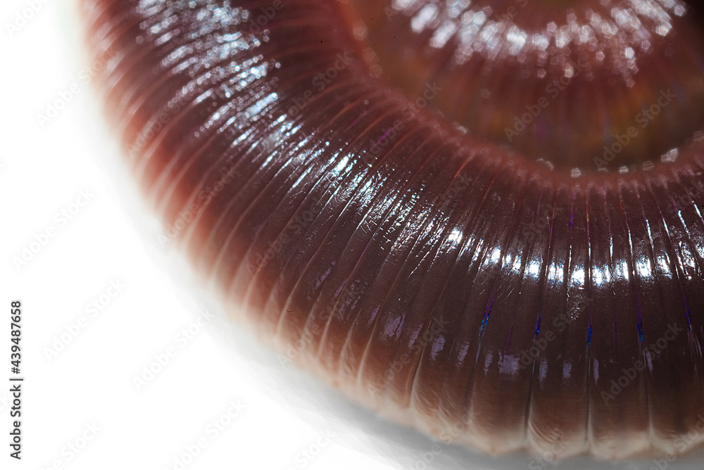 Extreme close-up macro photo of earthworm isolated on white background ...