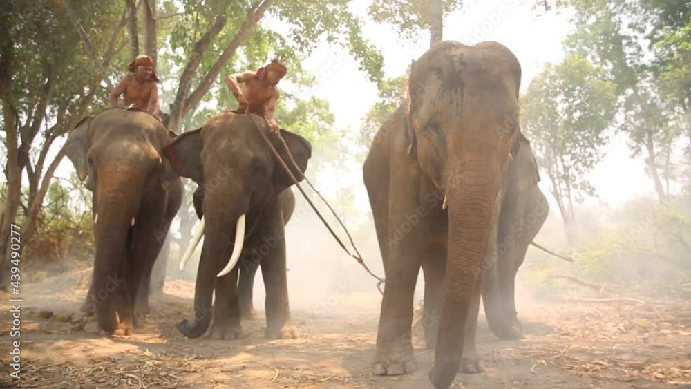 Elephant mahout portrait. The Kuy (Kui) People of Thailand and Elephant ...