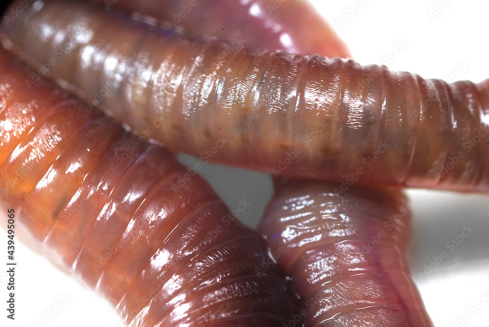 Extreme close-up macro photo of earthworm isolated on white background ...