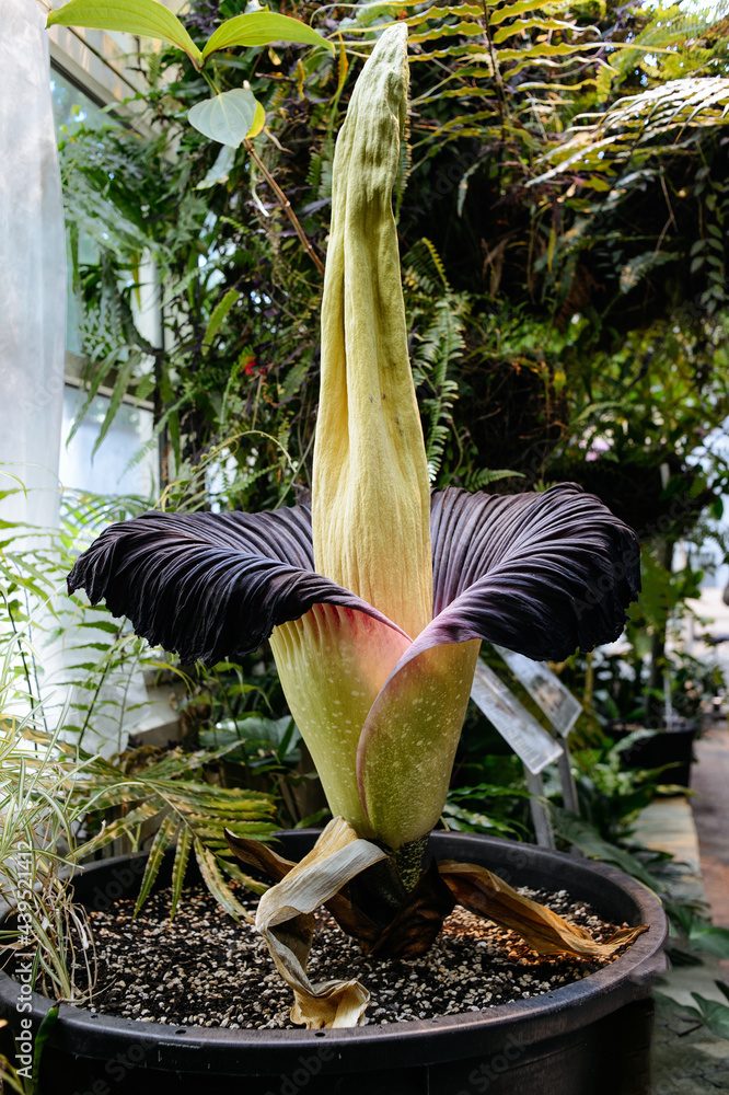Titan Arum, Amorphophallus Titanium (Corpse Flower) in the Warsaw ...