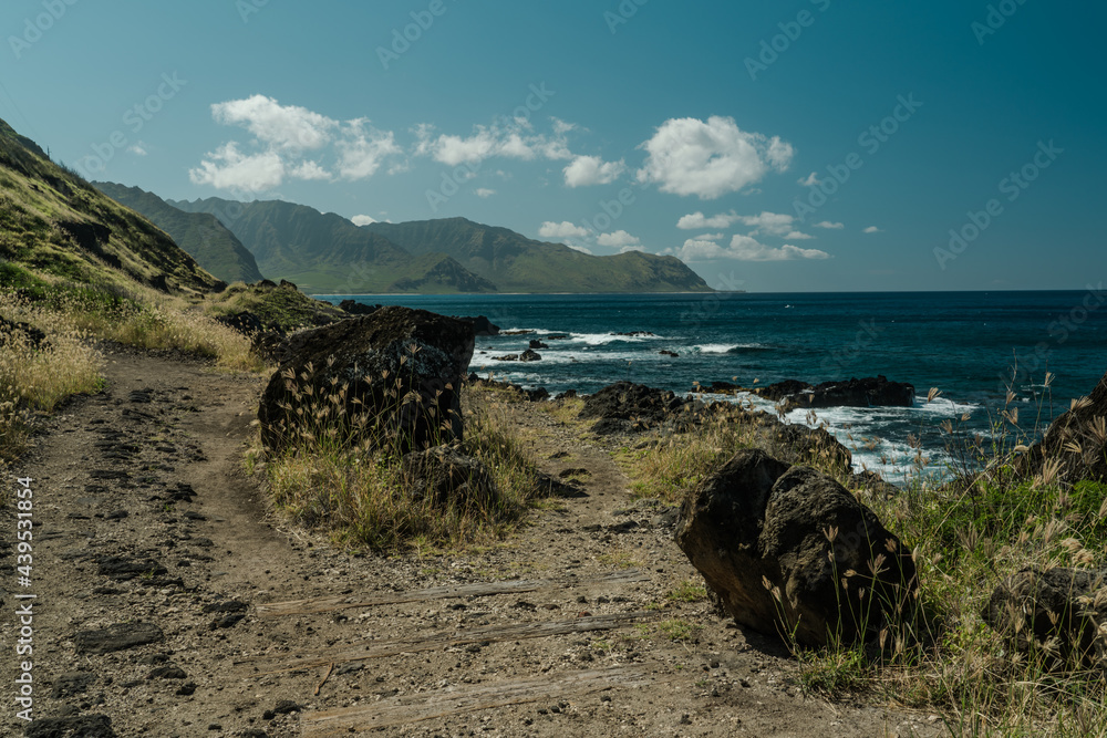 chloris barbata - swollen fingergrass. Kaena ponit trail, Oahu, Hawaii ...