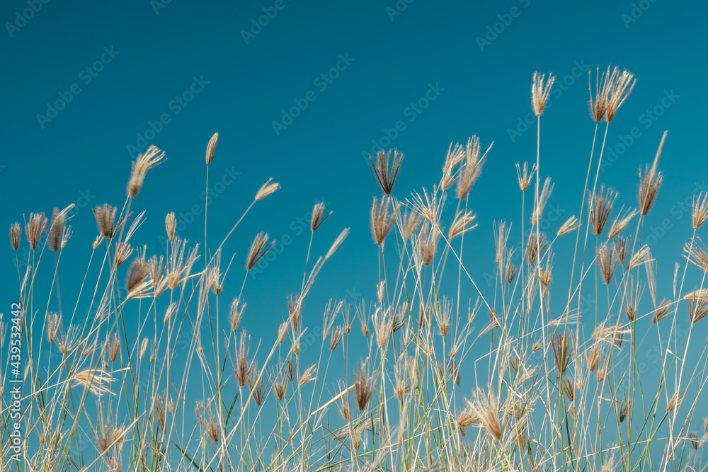 chloris barbata - swollen fingergrass. Kaena ponit trail, Oahu, Hawaii ...