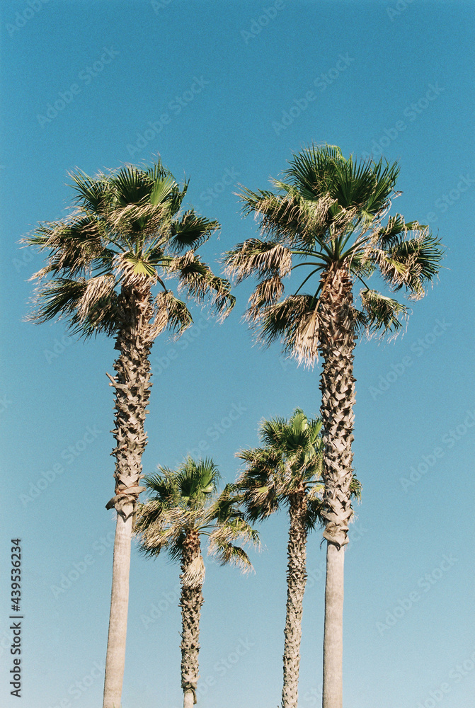 Group of palm trees Stock Photo | Adobe Stock