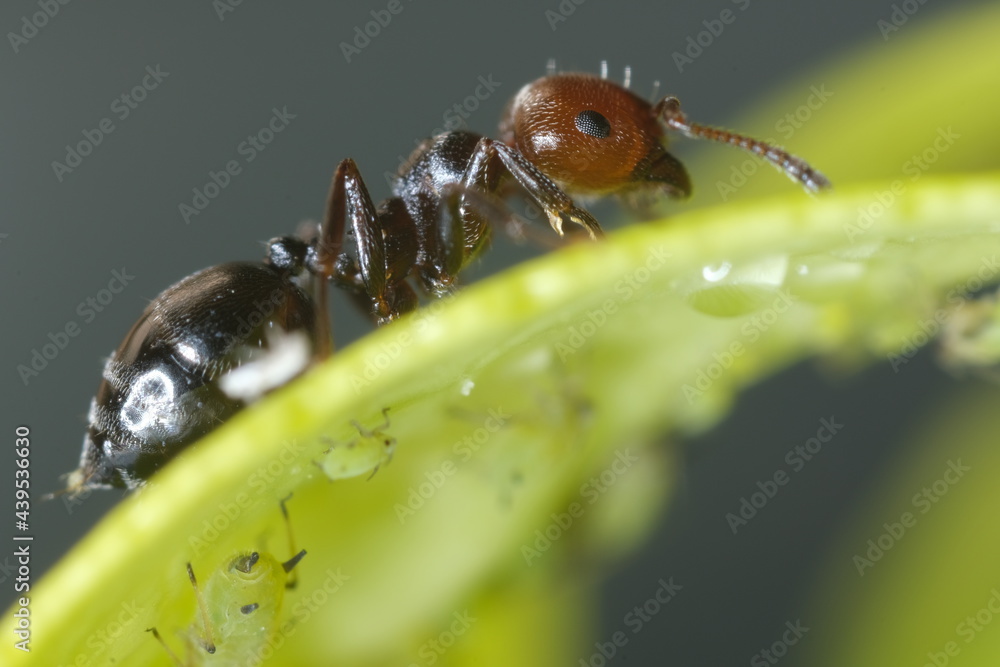 Ant with aphids on a leaf of a plant.Colony of plant parasites and ants ...