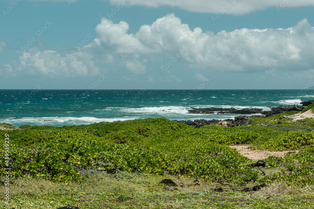 Scaevola taccada, also known as beach cabbage, sea lettuce, beach ...