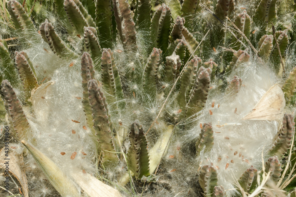 Stapelia gigantea is a species of flowering plant in the genus Stapelia ...