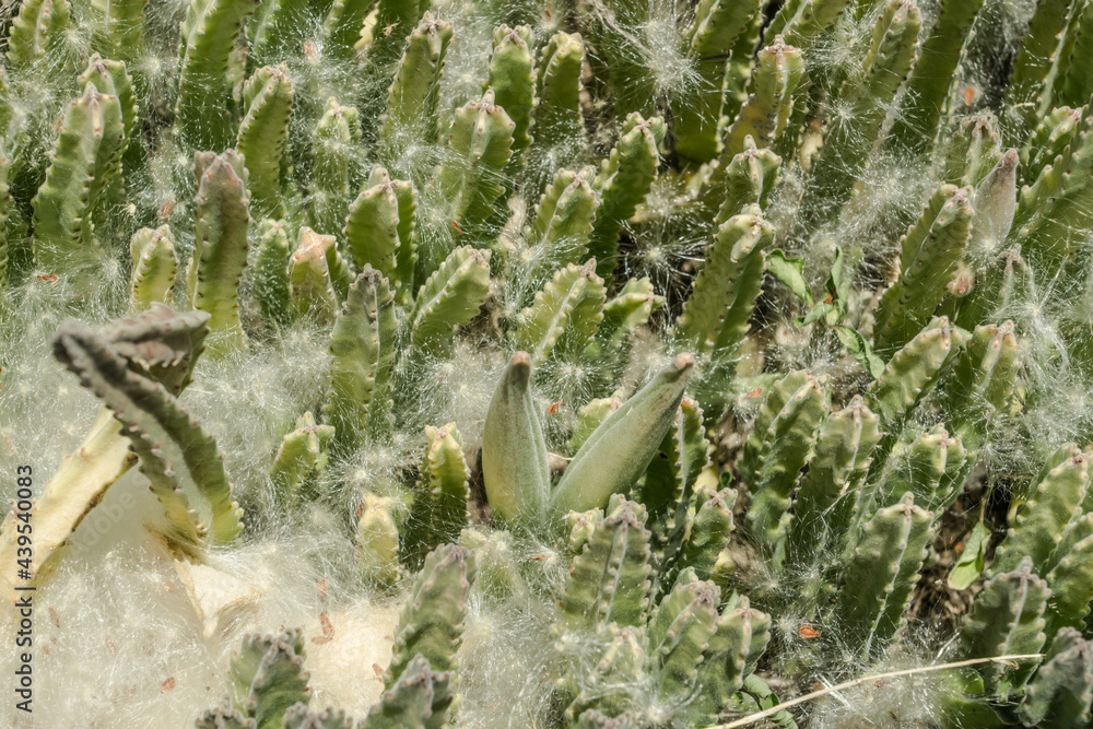 Stapelia gigantea is a species of flowering plant in the genus Stapelia ...