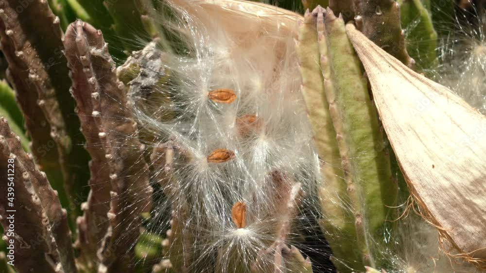 Stapelia gigantea is a species of flowering plant in the genus Stapelia ...