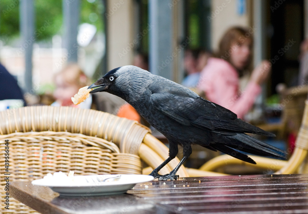 Poster Common Jackdaw, Kauw, Corvus monedula spermologus – Wall Art ...
