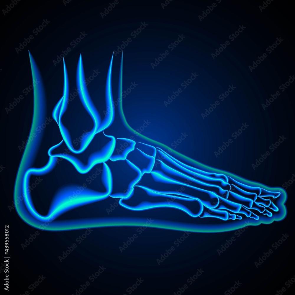 Foot anatomy. Ankle X-ray. Illustration Stock Illustration | Adobe Stock