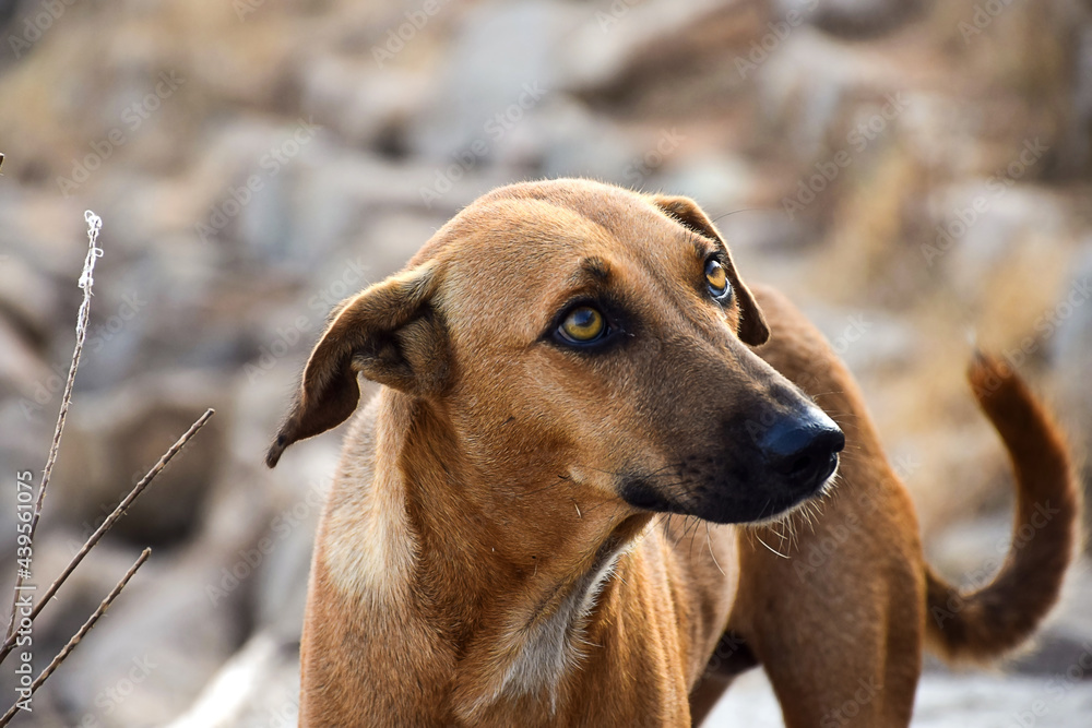 Stock photo of hungry and innocent brown color street dog roaming on ...