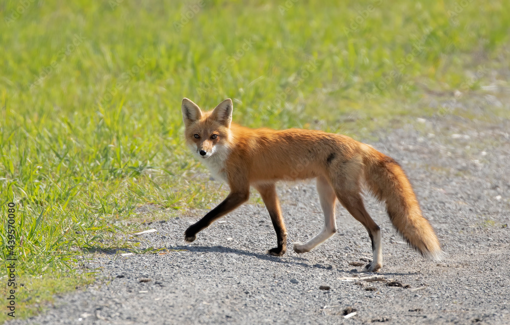 Red fox with a bushy tail walking through a parking lot near Ottawa ...