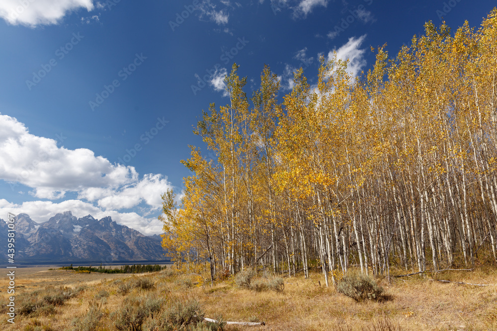 Aspen Trees Stock Photo | Adobe Stock