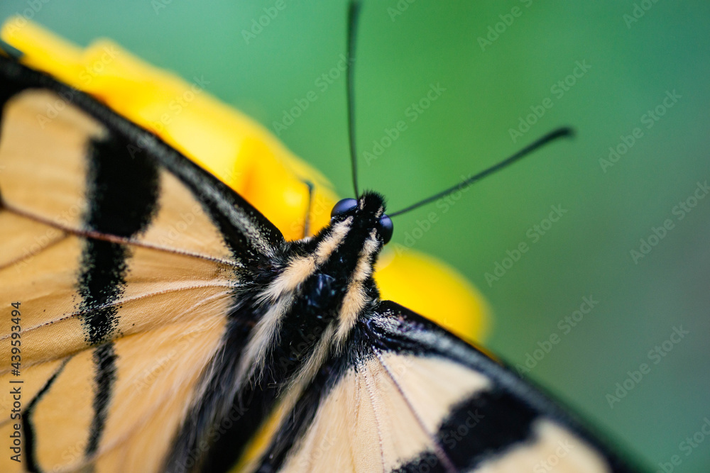 Butterfly Stock Photo | Adobe Stock