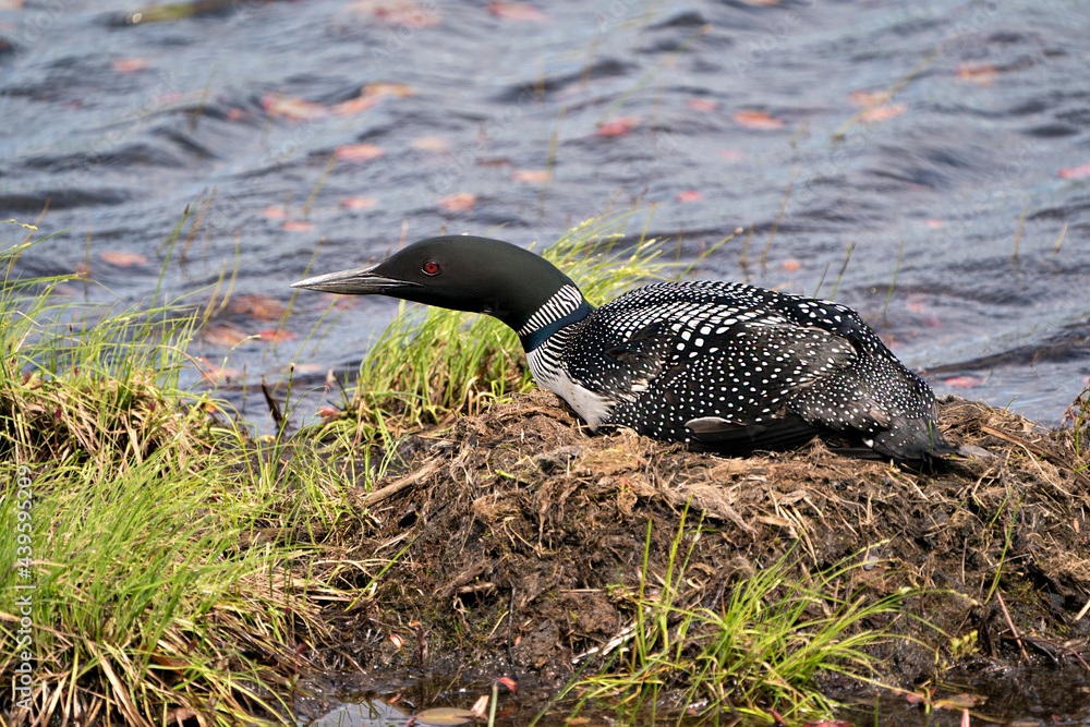 Loon Photo Stock. Common Loon Image. Nesting on its nest with marsh ...