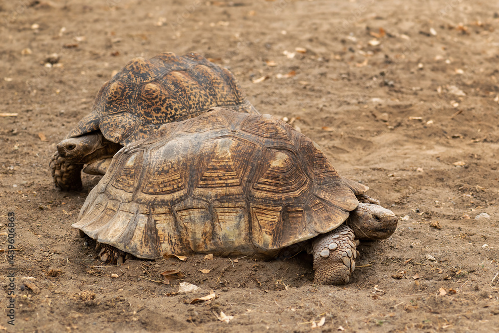 African Spurred Tortoise - Centrochelys sulcata, large tortoise from ...