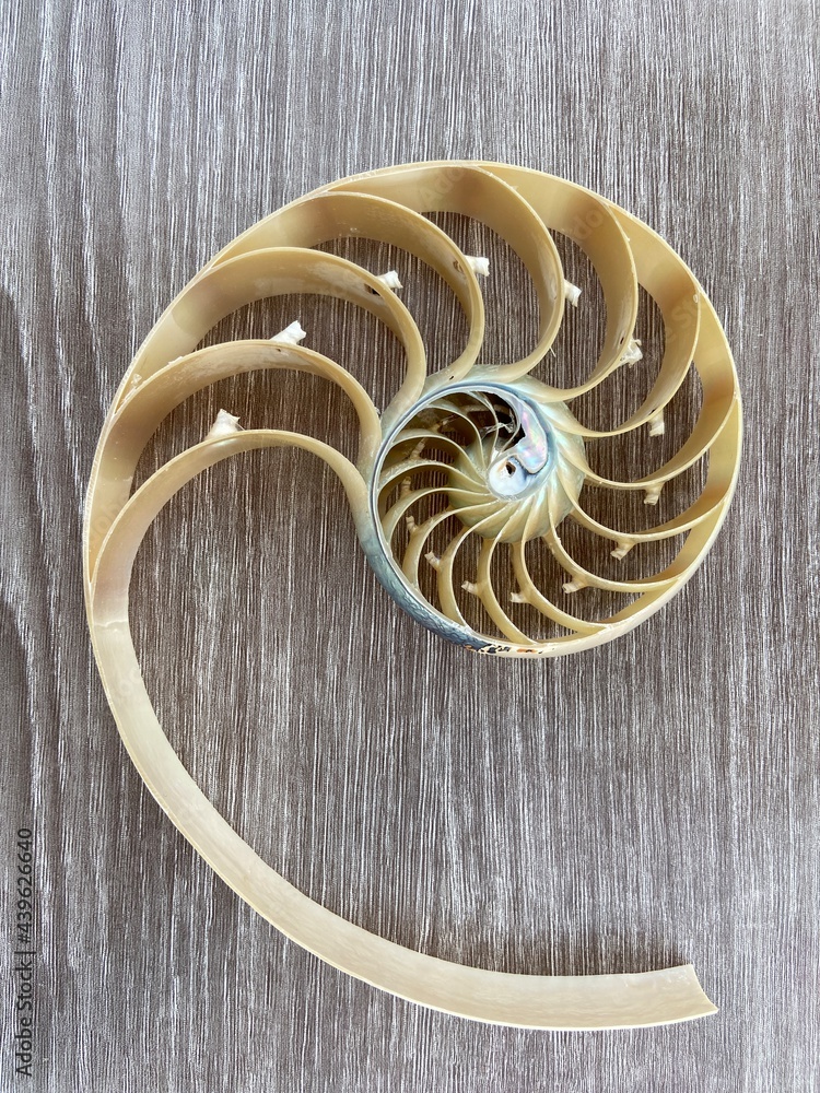 Foto de nautilus shell symmetry Fibonacci half cross section spiral ...