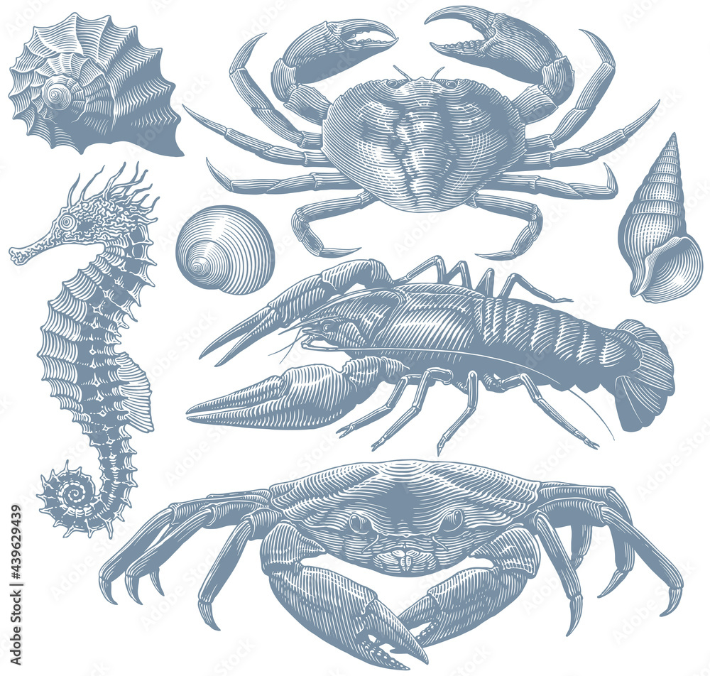 Sea creatures. Design set. Hand drawn engraving. Editable vector ...
