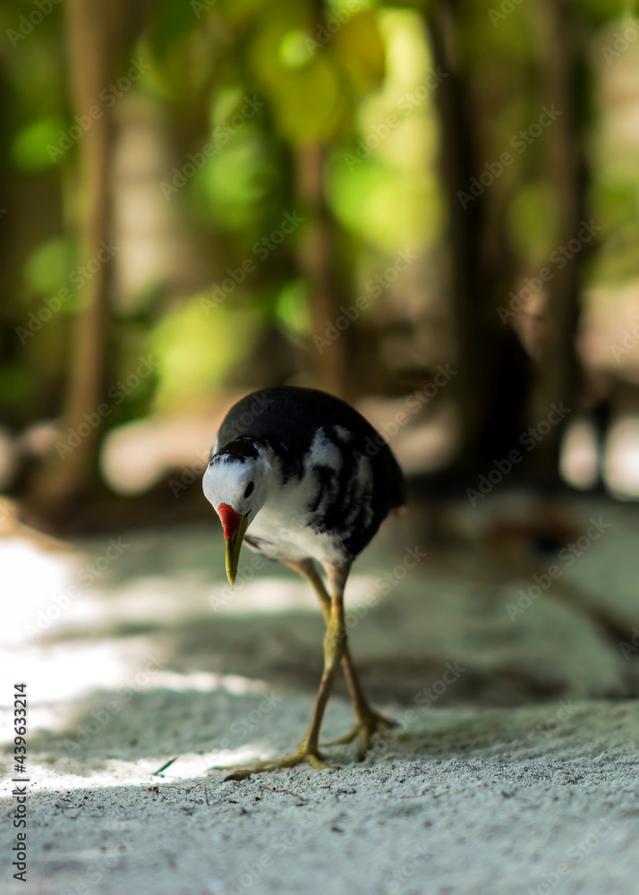 Maldives Wildlife Birds