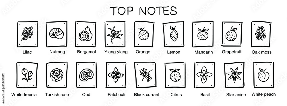 Vector icons aromas top notes. Top notes pyramid chart with examples of ...