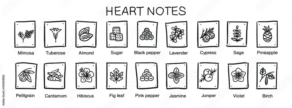 Vector icons aromas heart notes. Heart notes pyramid chart with ...