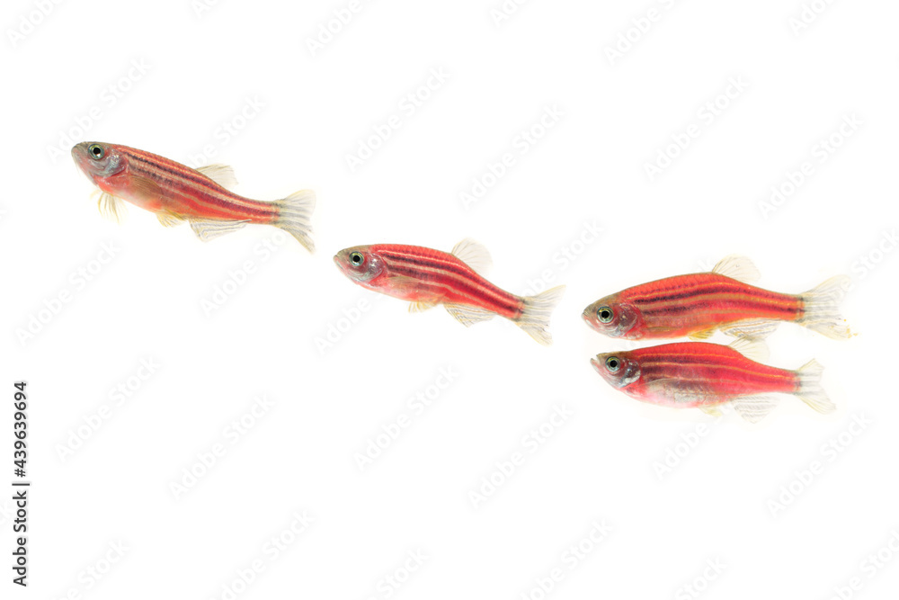 danio zebrafish swimming isolated on white background, macro ...