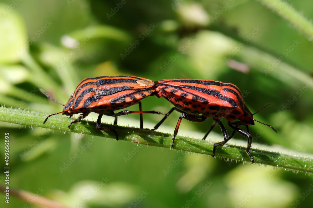reproduction d'insectes gendarmes Pyrrhocoris apterus Stock Photo ...