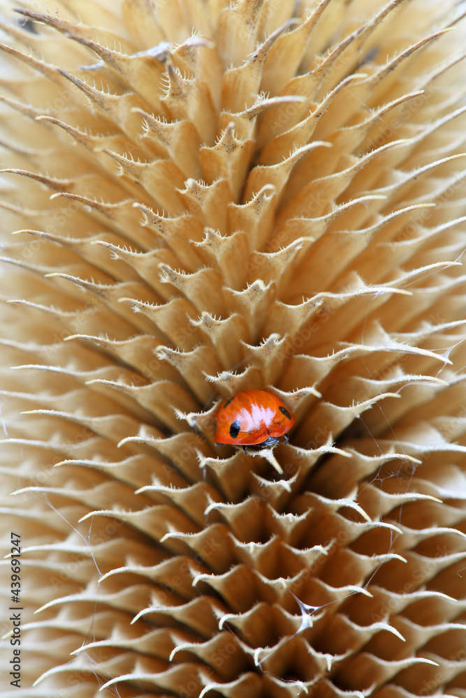 Ladybug Stock Photo | Adobe Stock