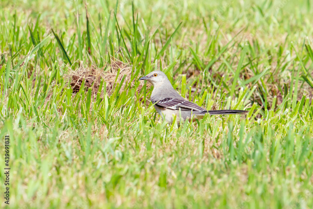 An abundant common species of mockingbird with short pointy bill and ...