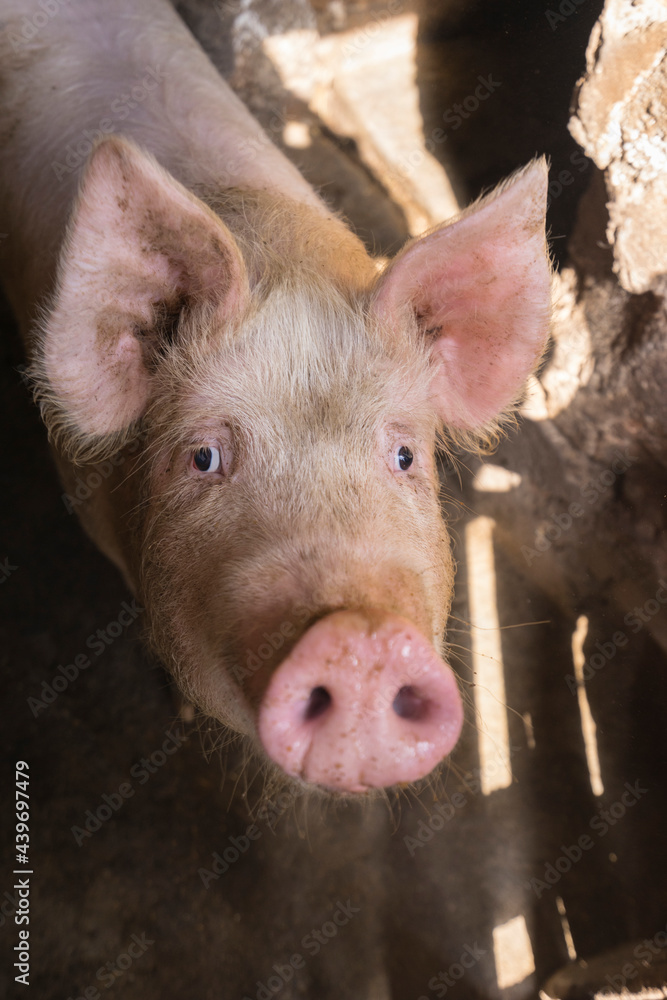 Organic Pig Stock Photo | Adobe Stock