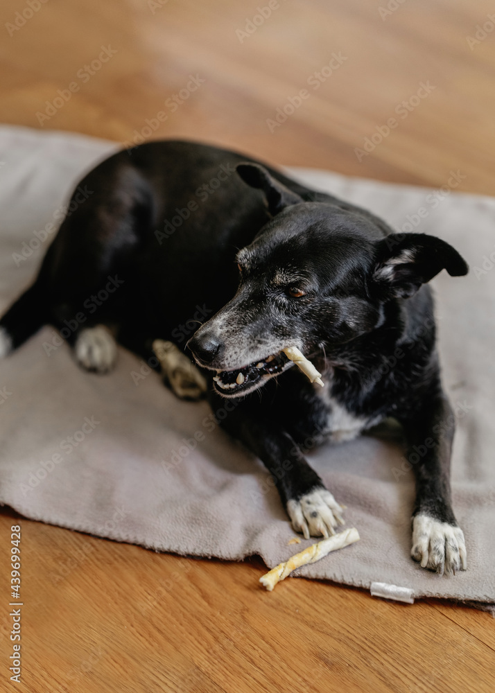 Dog eating snack Stock Photo | Adobe Stock