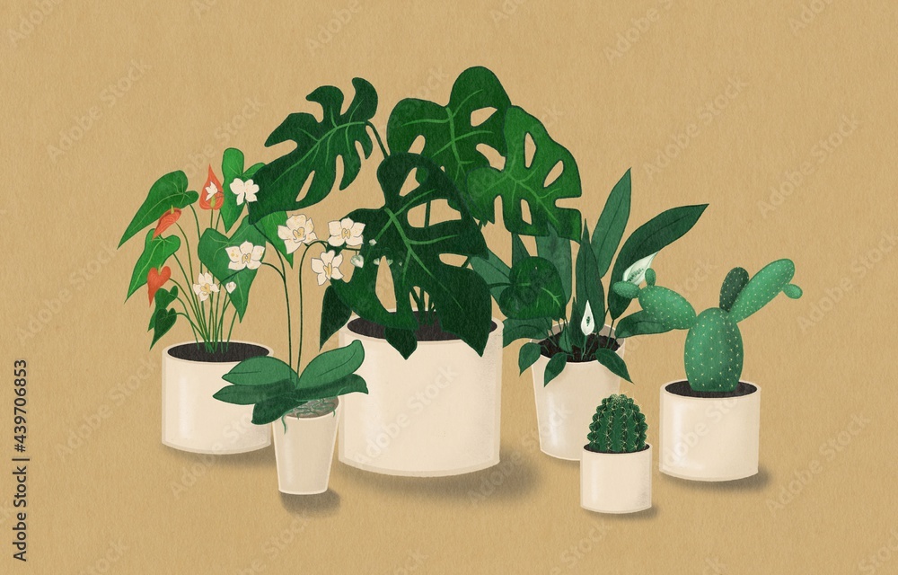 Group of popular houseplants Stock Photo | Adobe Stock
