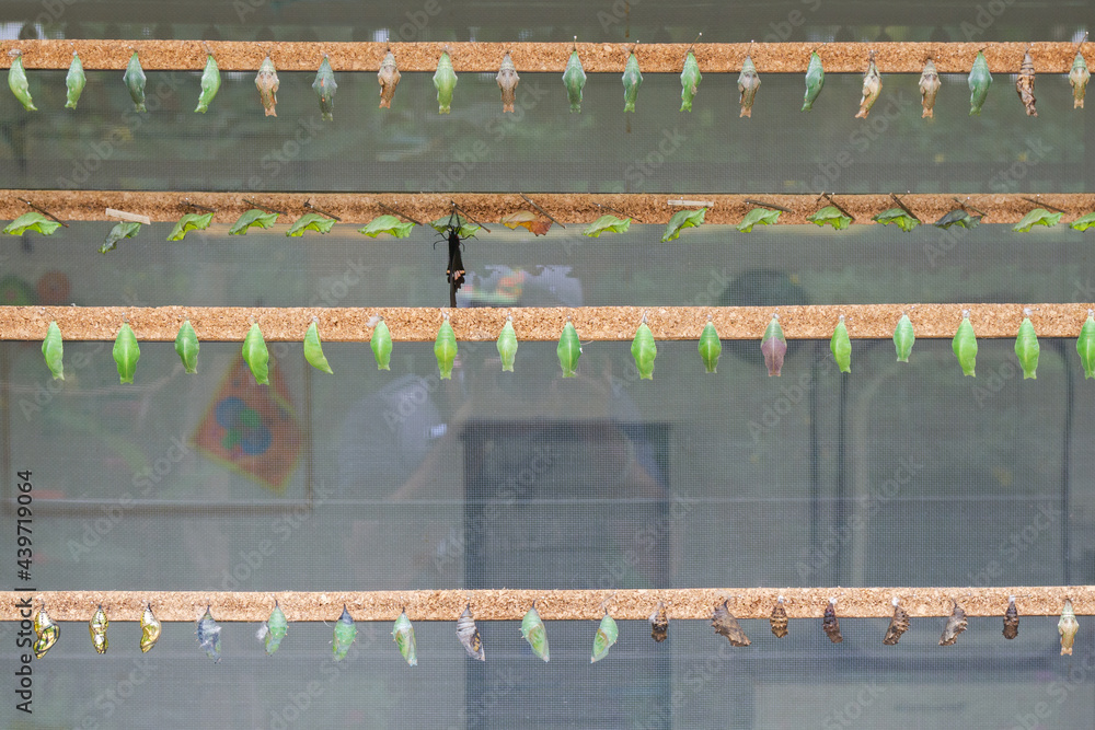Chrysalis hanging of a butterfly farm Stock Photo | Adobe Stock
