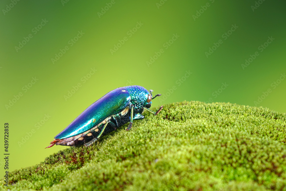 Jewel beetles or metallic wood-boring beetles : One of the World's most ...