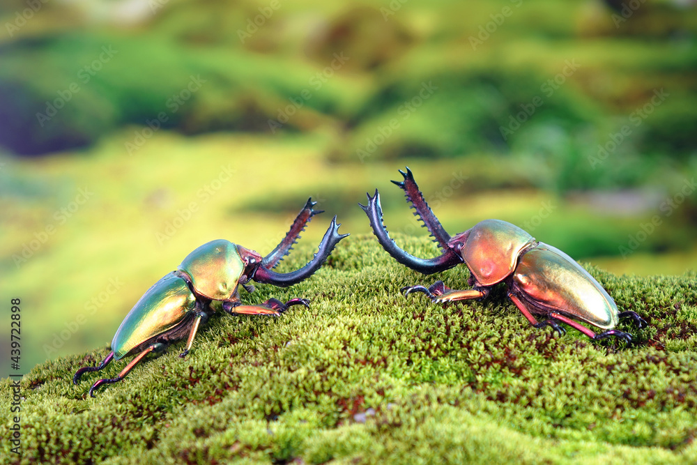 Sawtooth beetle (Lamprima adolphinae) is a species of stag beetle in ...