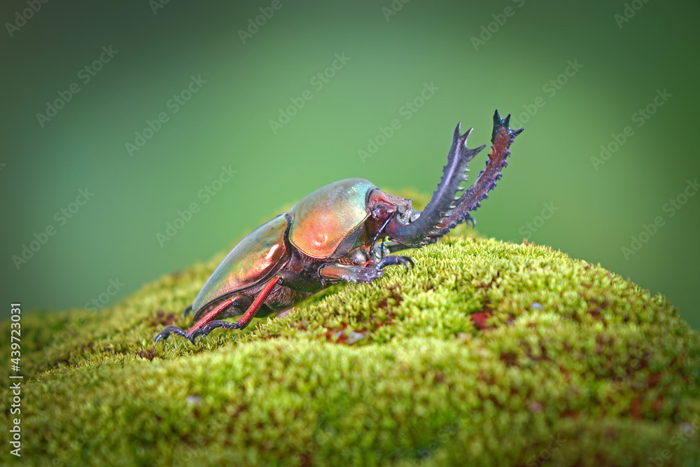 Sawtooth beetle (Lamprima adolphinae) is a species of stag beetle in ...