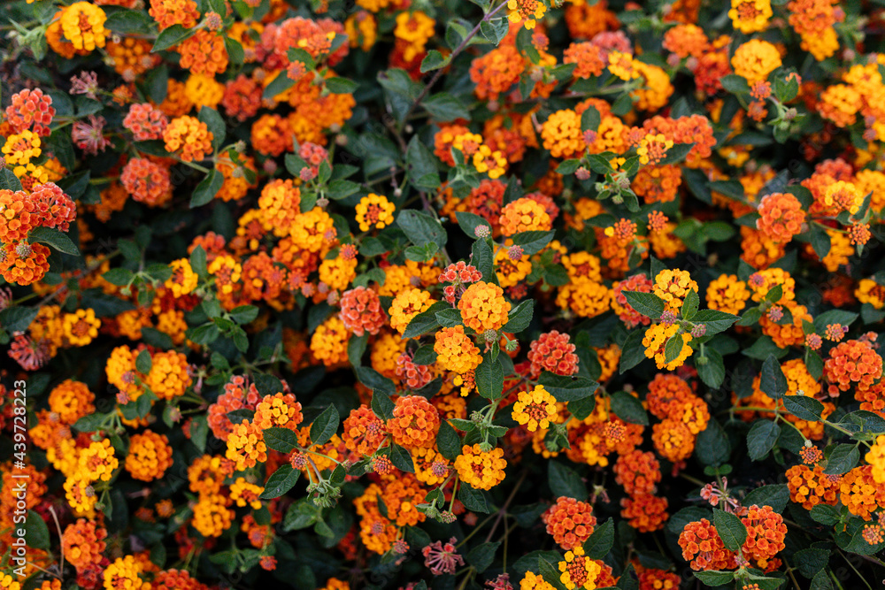 Bright little bush of orange spring flowers Stock Photo | Adobe Stock