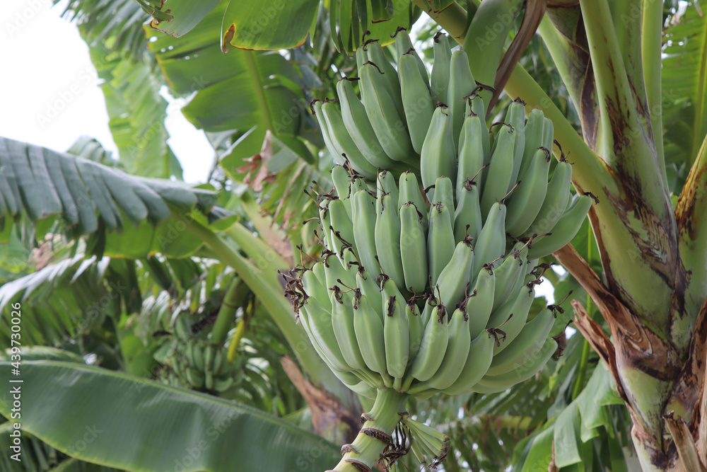 Musa acuminata fruits hanging down on tree closeup in the garden. Stock ...