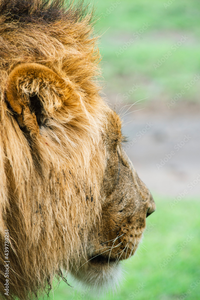 Profile Portrait Of An African Lion Stock Photo | Adobe Stock