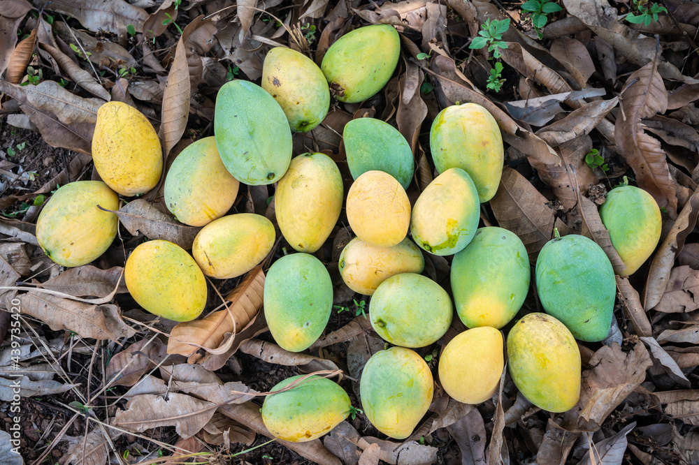 Foto de Green and Yellow mangoes after picking from mango tree. Mangoes ...