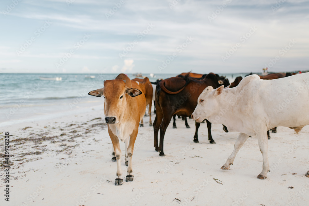 Cows on the beach Stock Photo | Adobe Stock
