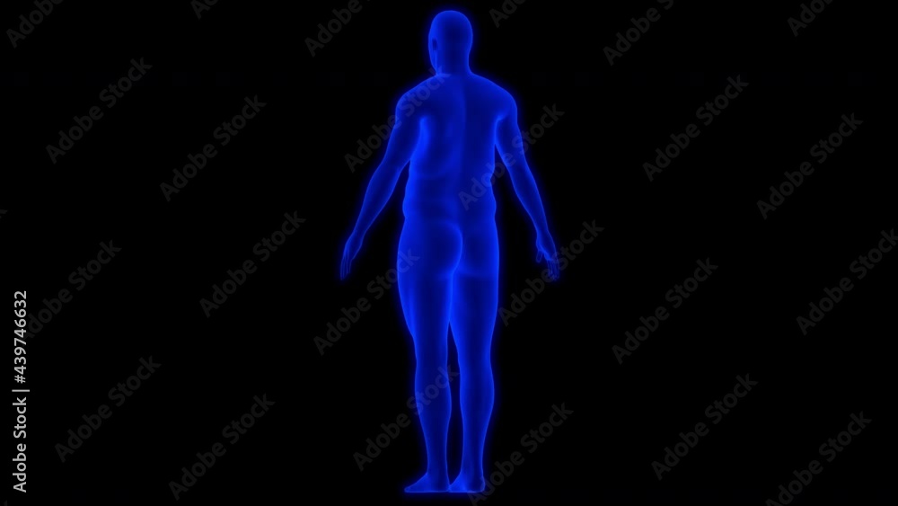 Human Body Fit to Fat Anatomy Animation Concept Stock ビデオ | Adobe Stock