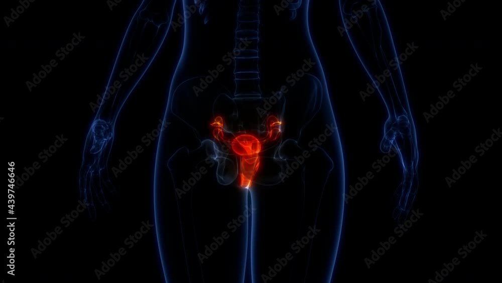 Female Reproductive System Anatomy Animation Concept Stock Video ...