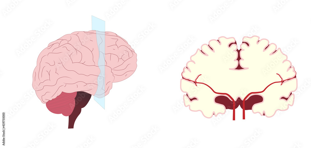 Cerebral coronal section view. Inside of the brain perspective. Stock ...