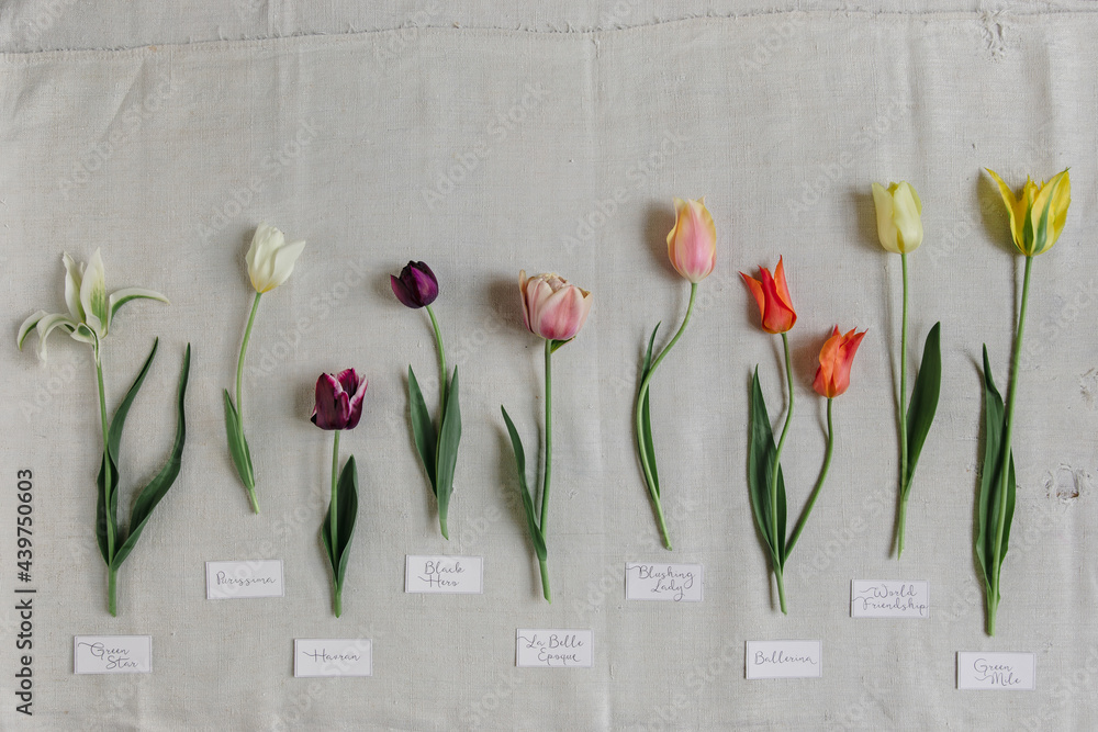 Labelled tulips in line on fabric Stock Photo | Adobe Stock