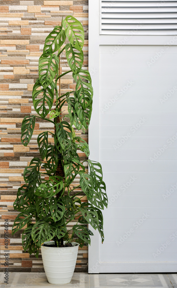 Monstera Acuminata, Monstera Adansonii, Monstera Obliqua are plants ...