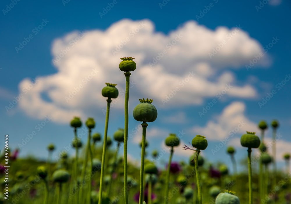 Blossom of purple poppy field against blue cloudy sky. Flowering ...