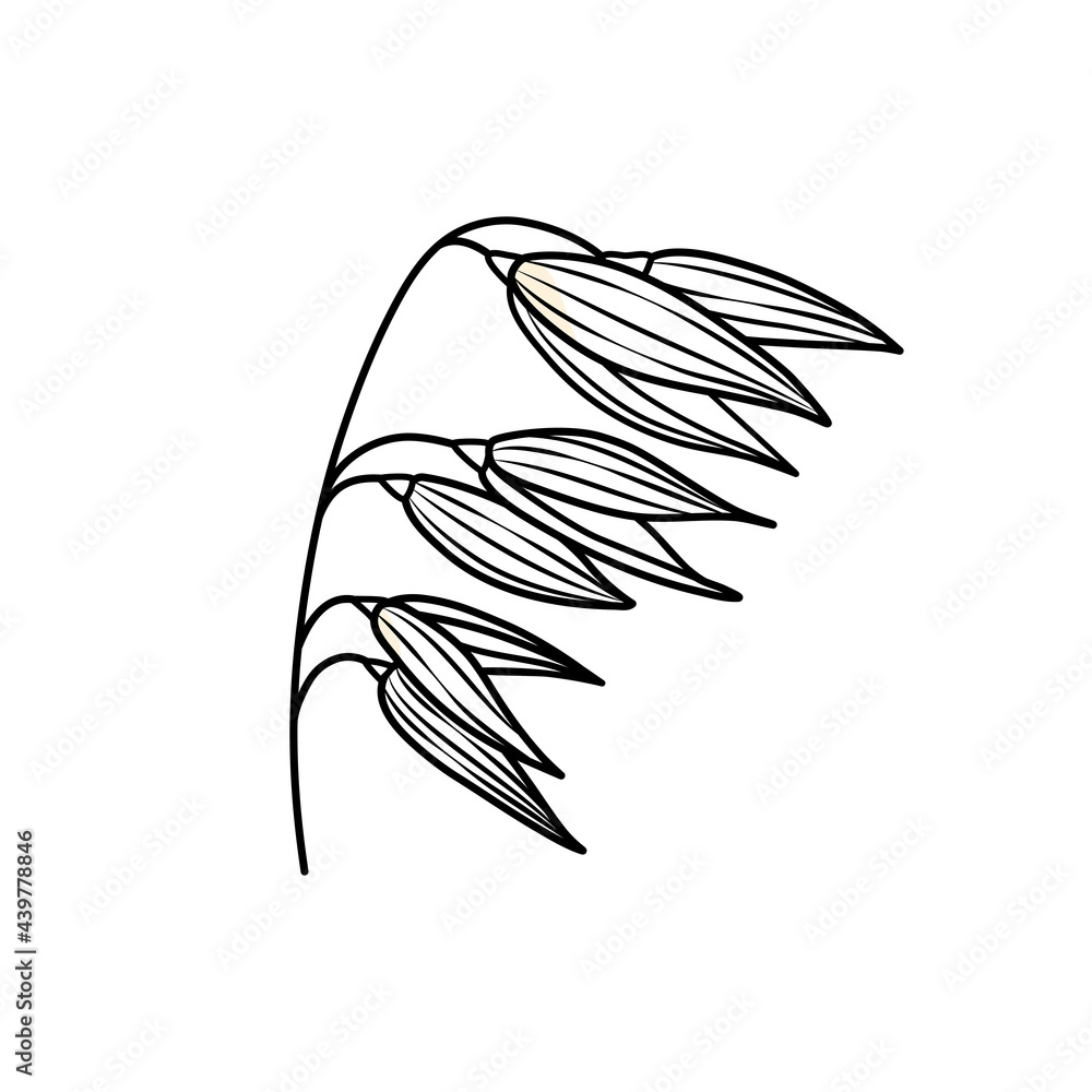 Oats sketch icon. Oatmeal. Line sketch for porridge, muesli, flakes ...