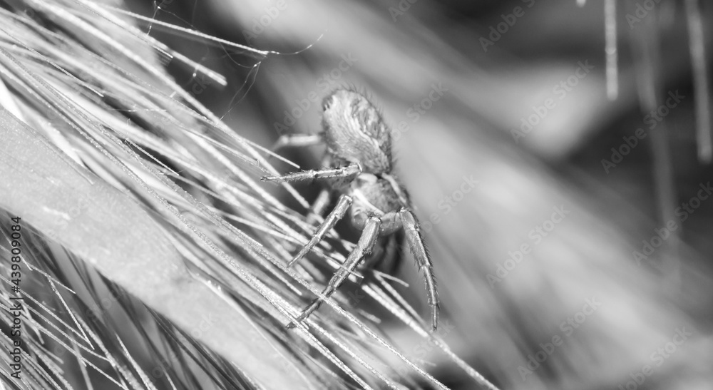 descending spider on spikelet side view on blurred background in black ...
