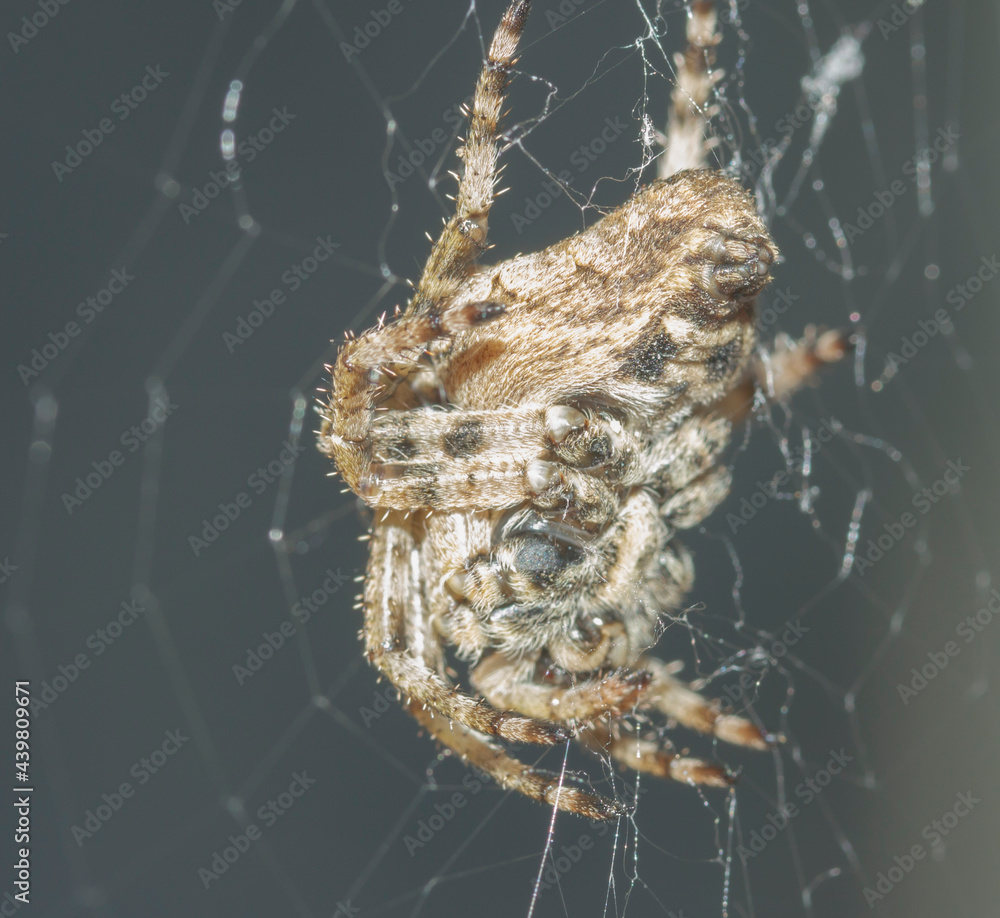spider in a web head down, side view close-up on a gray background ...